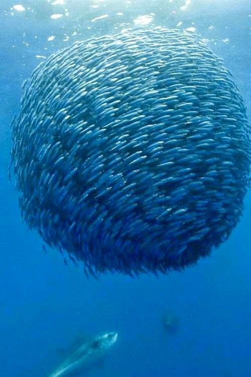Of nature, the exquisite and beautiful pictures of fish. | TOOOPIC
