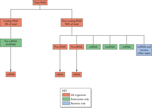 gusti putri n: perbedaan coding dan non coding RNA