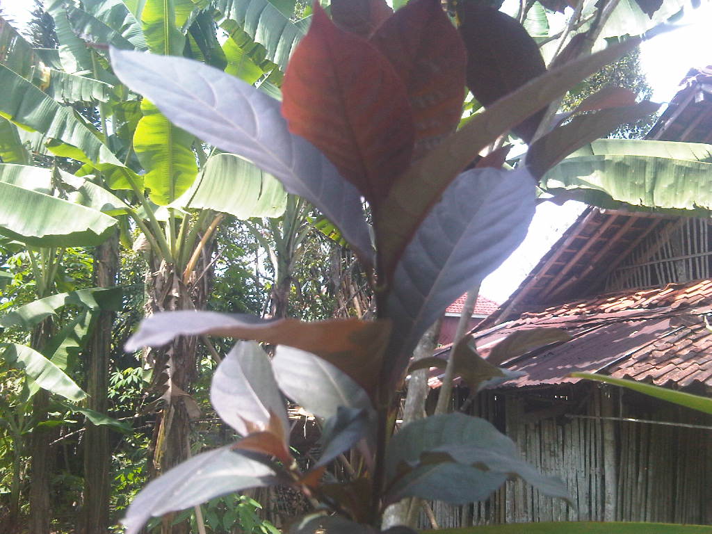 Obat Alami Wasir dengan Daun Wungu (Graptophyllum pictum L. Griff ...
