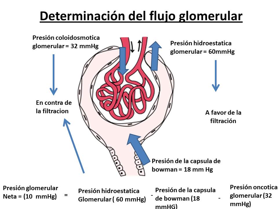DETERMINANTES DEL FLUJO