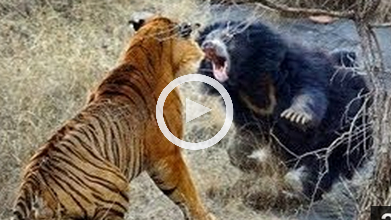 Biggest wild animal fights