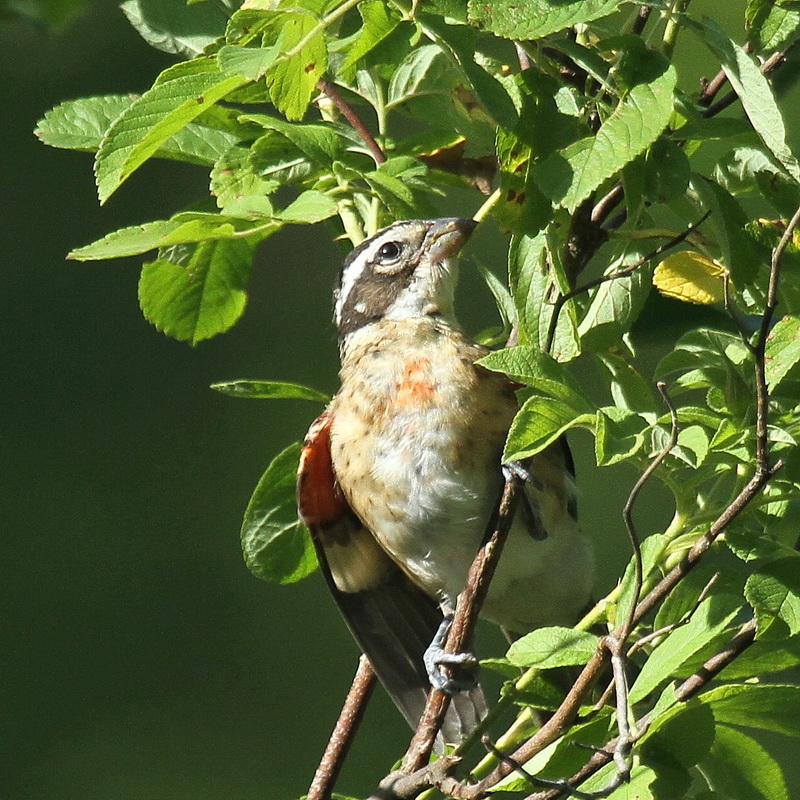 Birding Is Fun!: Sampling Backyard Activity