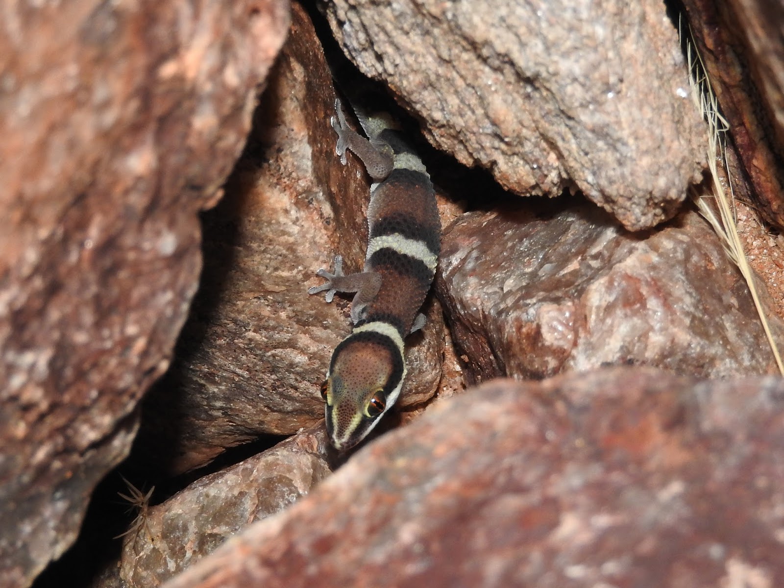 Diversity and Life: A view from the Holocene: Creature Feature ...