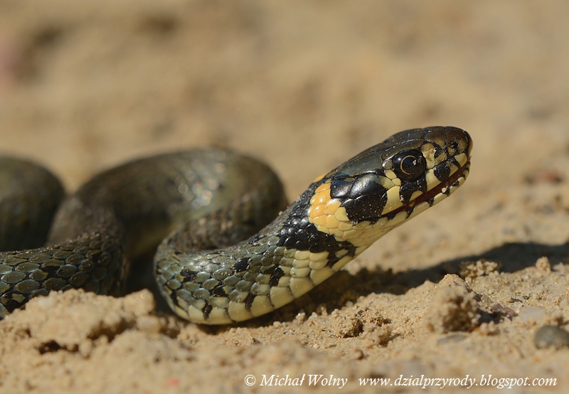 Z notatnika przyrodnika - muzealnika: Zaskroniec zwyczajny Natrix natrix