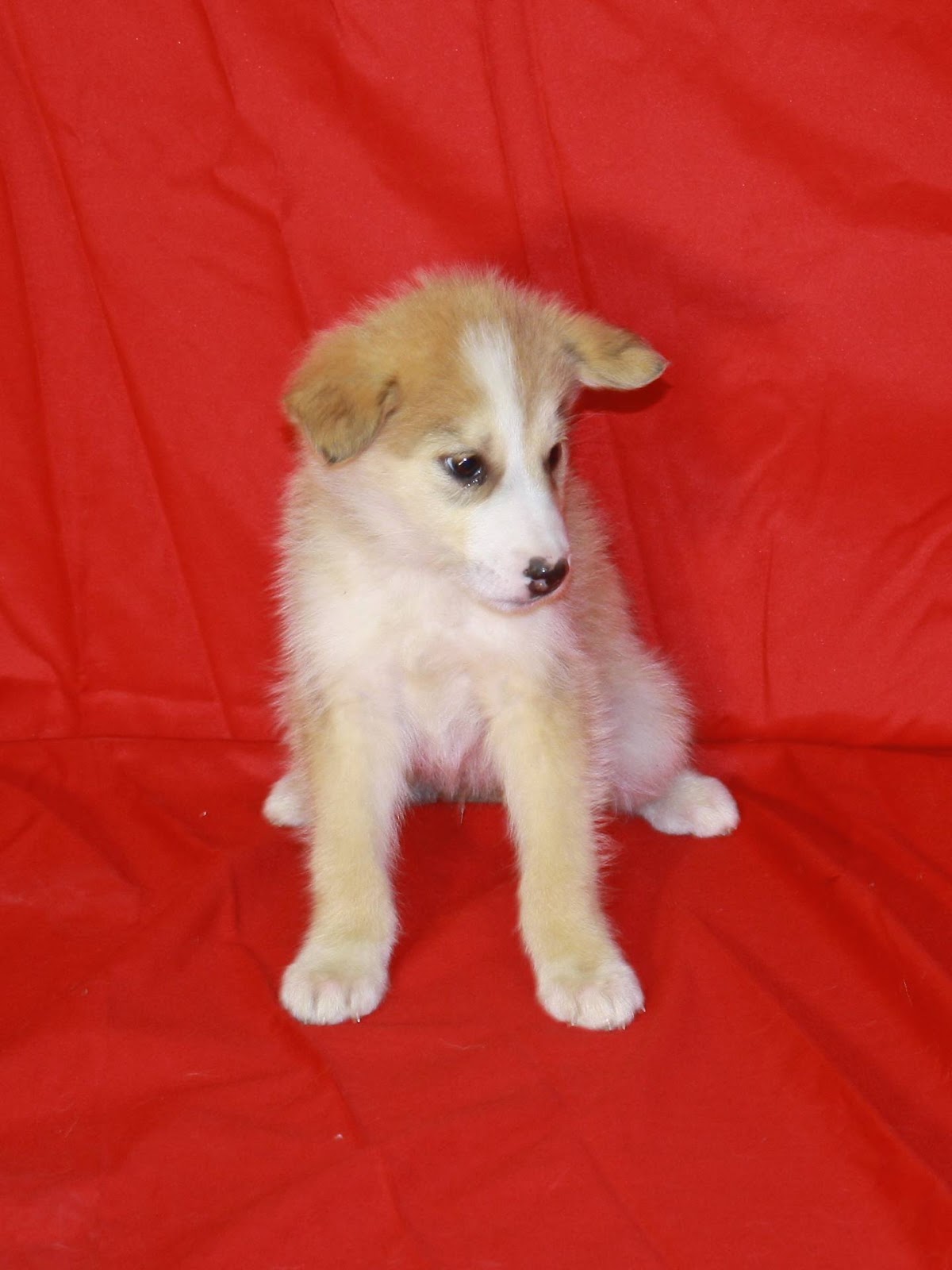 8 Week Old Puppy "Shots" - SP Kennel