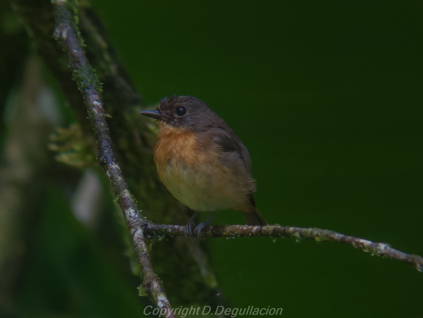 Denis Degullacion | Birding | Digiscoping | Photography |: A Great ...