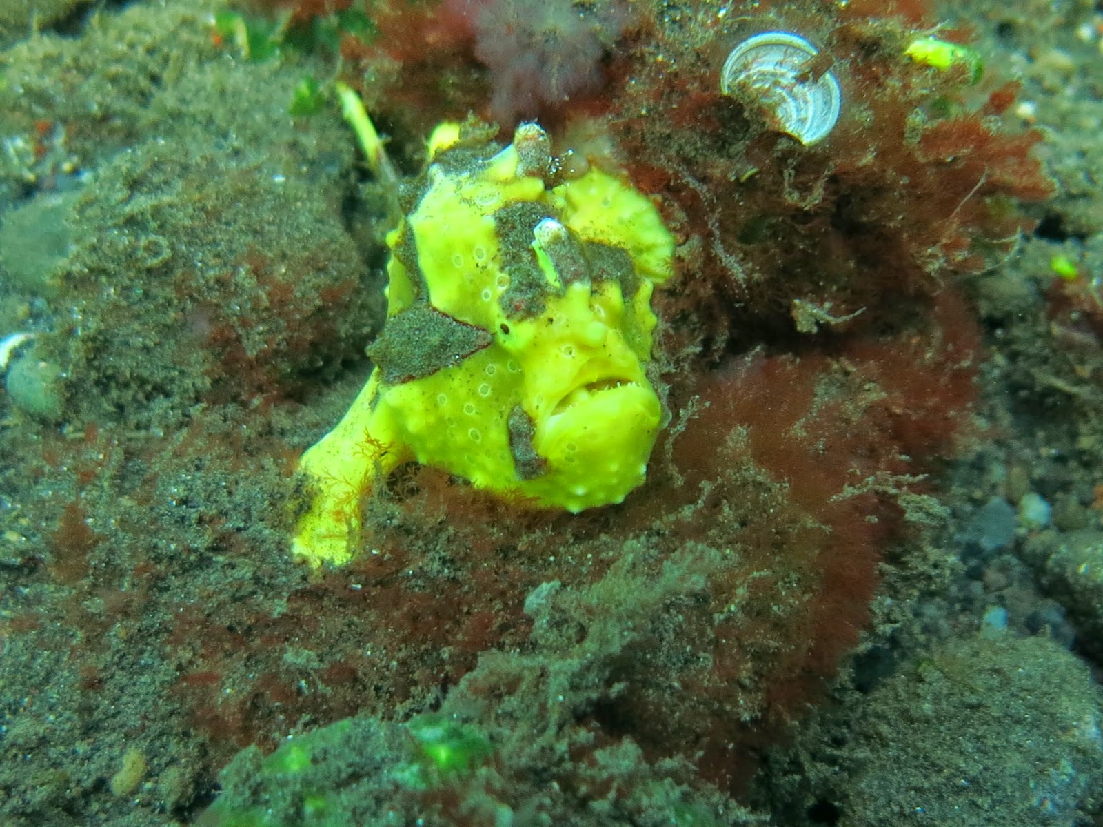 AMED SCUBA BALI DIVING CENTER # FOR THE LOVE OF DIVING: Muckdiving mit ...