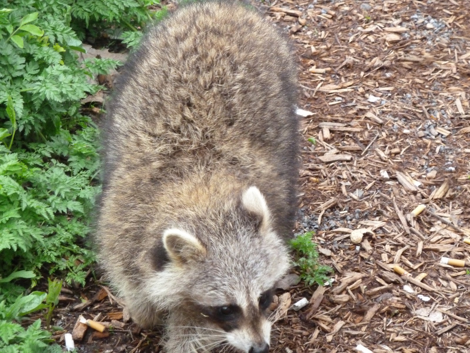 Marlene's Space: Raccoons on Mont Royal