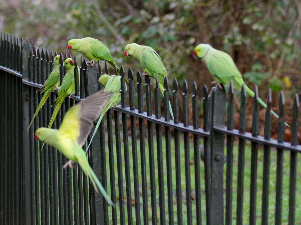 Kensington Gardens and Hyde Park birds
