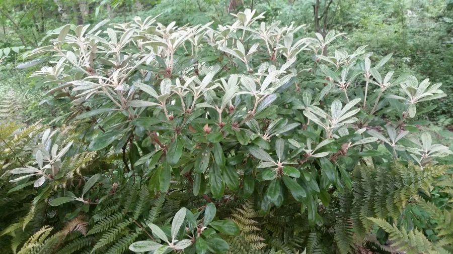 Future Plants by Randy Stewart: Rhododendrons - Species