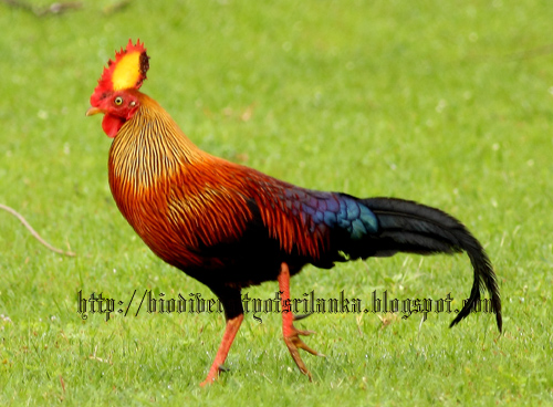 Biodiversity of Sri Lanka: වලිකුකුලා[Wali-Kukula]/Sri Lanka Junglefowl ...