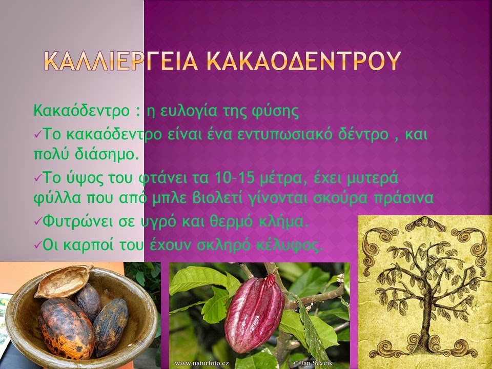 Σοκολάτα, τροφή θεών και θνητών: Αναζητώντας τα γλυκά μυστικά της: Το ...