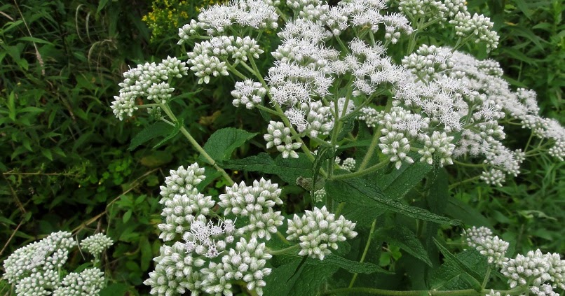 Eupatorium perfoliatum
