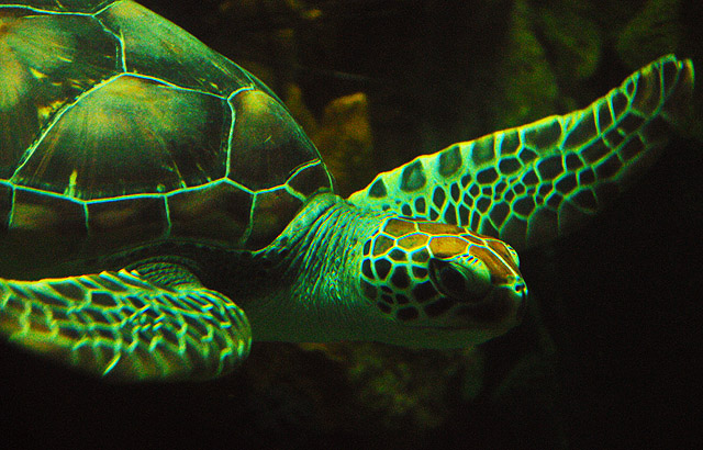 Beautiful Sea Animal in the World