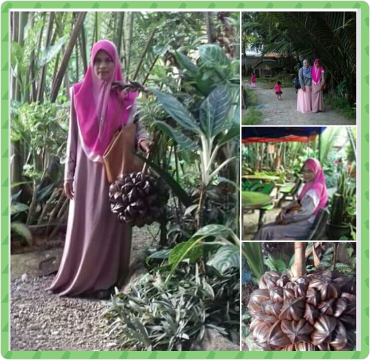 Huda Rahim: Nira Nipah