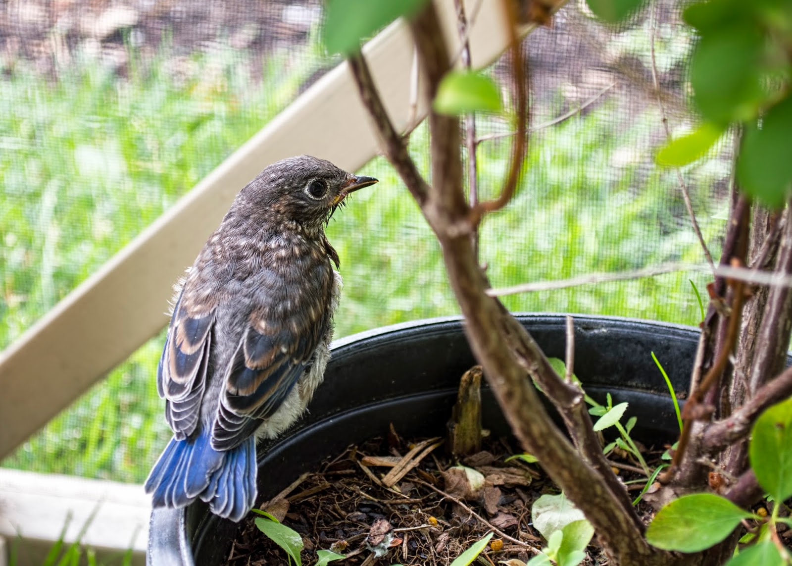 Raising an Eastern Bluebird: Eastern Bluebird Fledgling Starting to ...