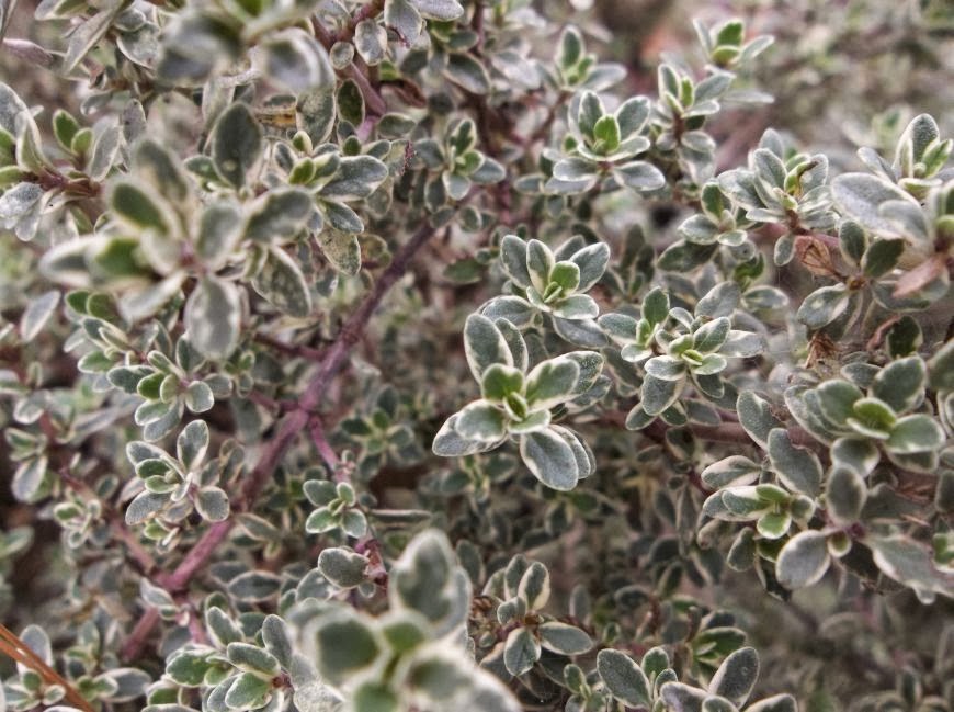 Future Plants by Randy Stewart: Thyme