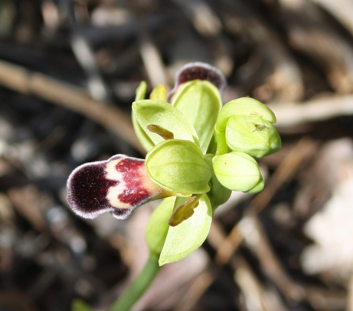 Plantas: Beleza e Diversidade: Moscardo-maior (Ophrys fusca subsp. dyris)