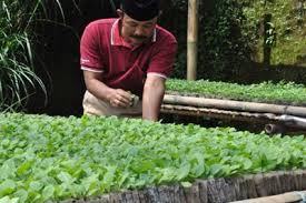 BUDIDAYA TEMBAKAU BAWAH NAUNGAN: II. PEMBAHASAN