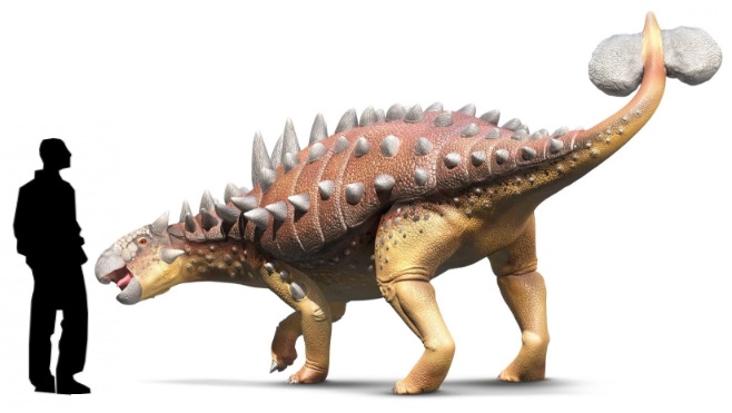 Made in Pangea: Los dinosaurios mejor conservados: Scolosaurus.
