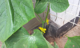 MITIKI -KILIMO KWANZA: KILIMO BORA CHA MATANGO - KWENYE VYOMBO