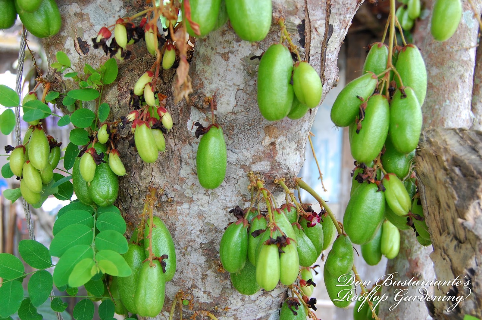 Don Bustamante's Rooftop Garden: Cucumber Tree