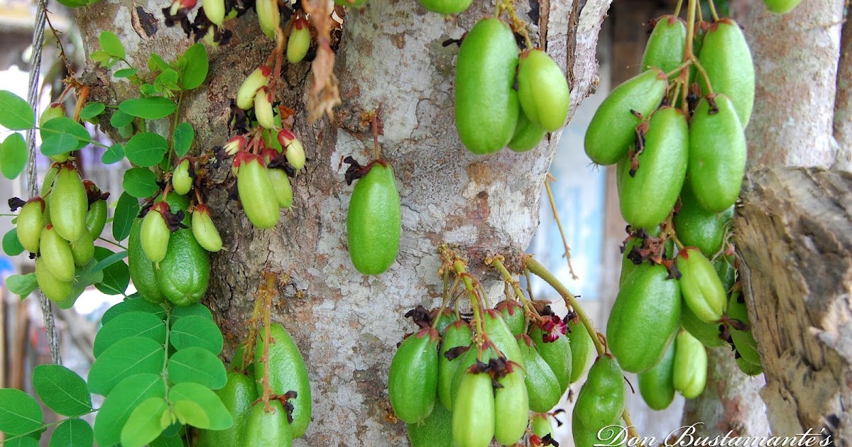 Don Bustamante's Rooftop Garden: Cucumber Tree
