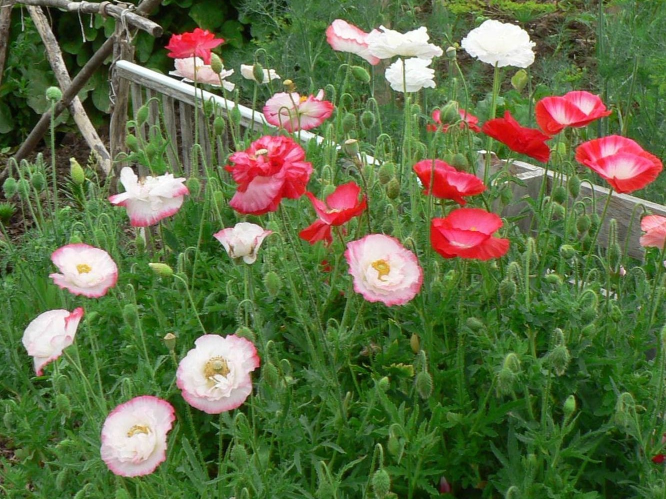 Dove Crescono i Papaveri Rossi (Papaver rhoeas)? Quando Fioriscono ...