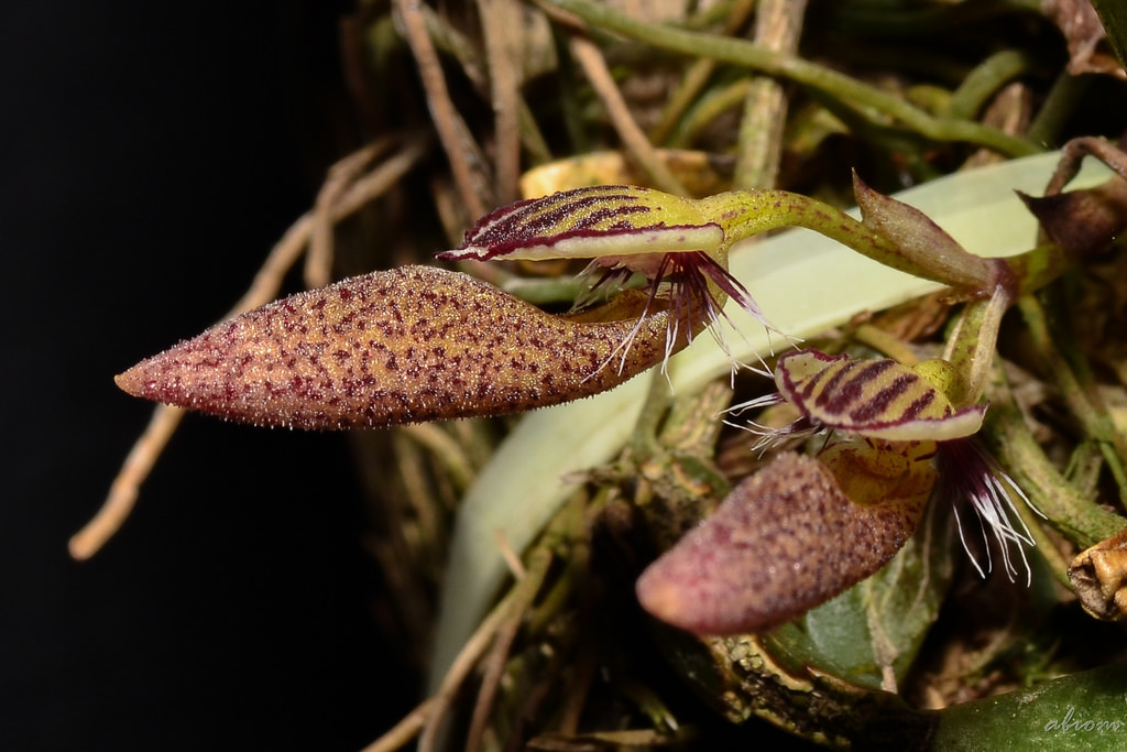 Bulbophyllum mirum care and culture | Travaldo's blog