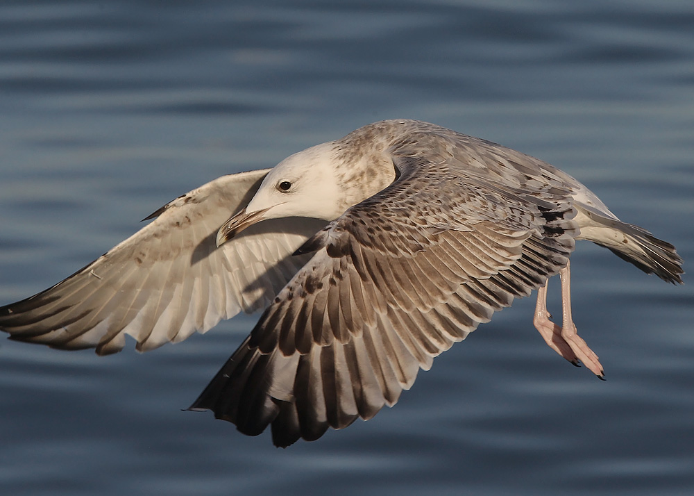 Richard Smith - Birdwatching Days Out: CASPIAN GULL, 1st & 2nd winter ...