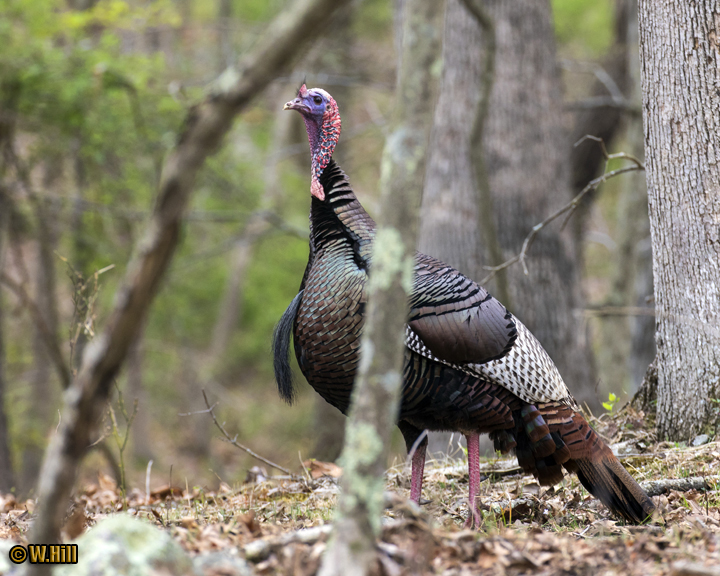 Pennsylvania Wildlife Photographer: Strutting Gobblers and Other ...
