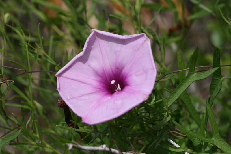 Native Florida Wildflowers: Saltmarsh Morning Glory - Ipomoea sagittata