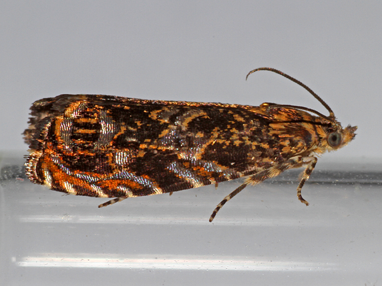 gobirding.eu Mothing Diary: Cherry Bark Moth in all its colourful ...