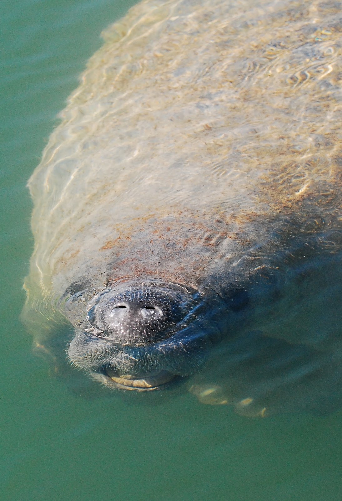 Bosque despierto: Manatíes