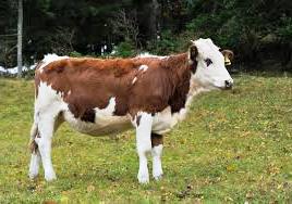 Merawat Anak Sapi (Pedhet) - TARUNA TANI SUMBER MULYO