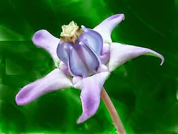 Crown flower-Milky weed-Wara Mal | SL Flora