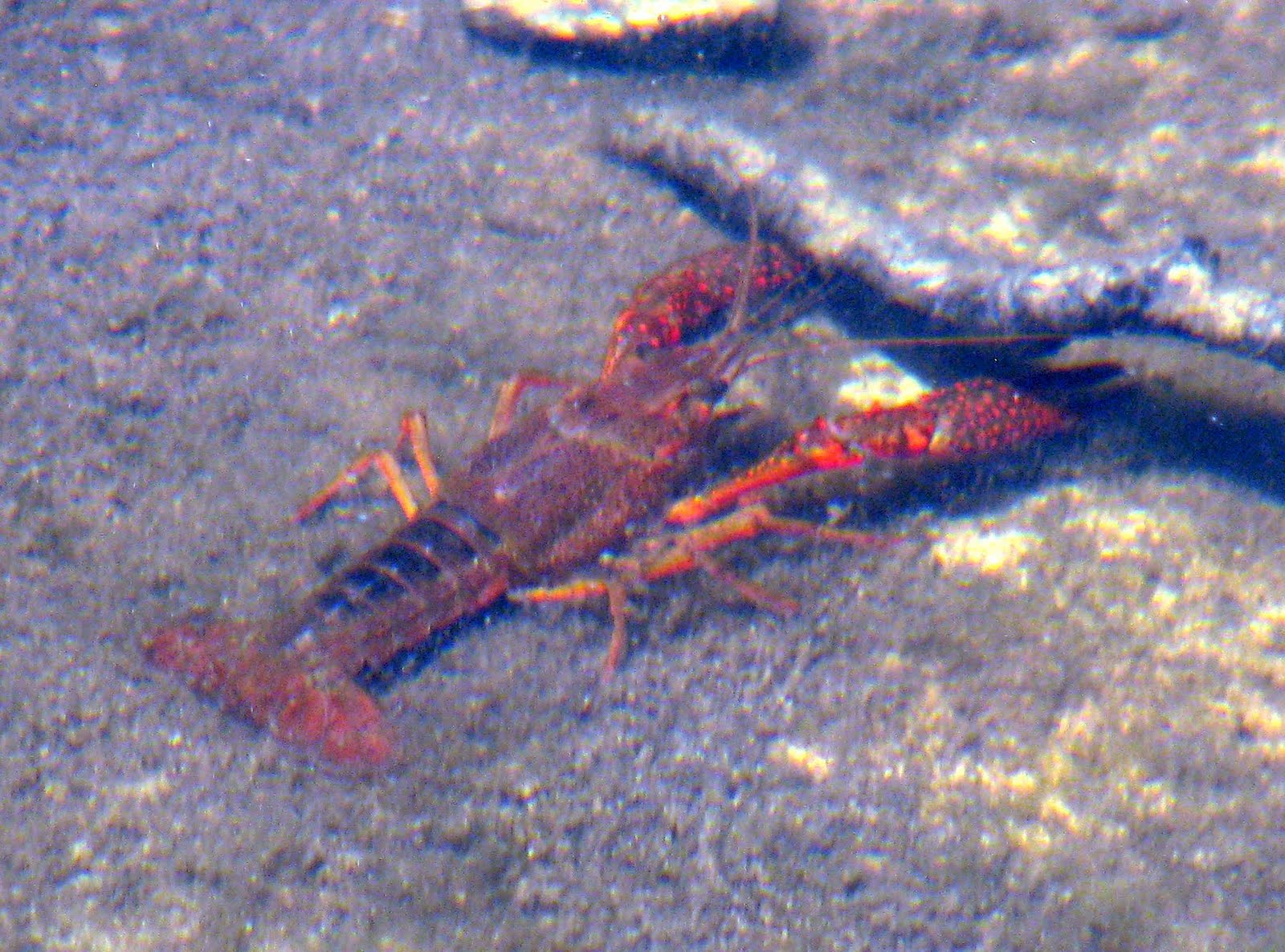 backyard critter watch: Crawdads and Crayfish