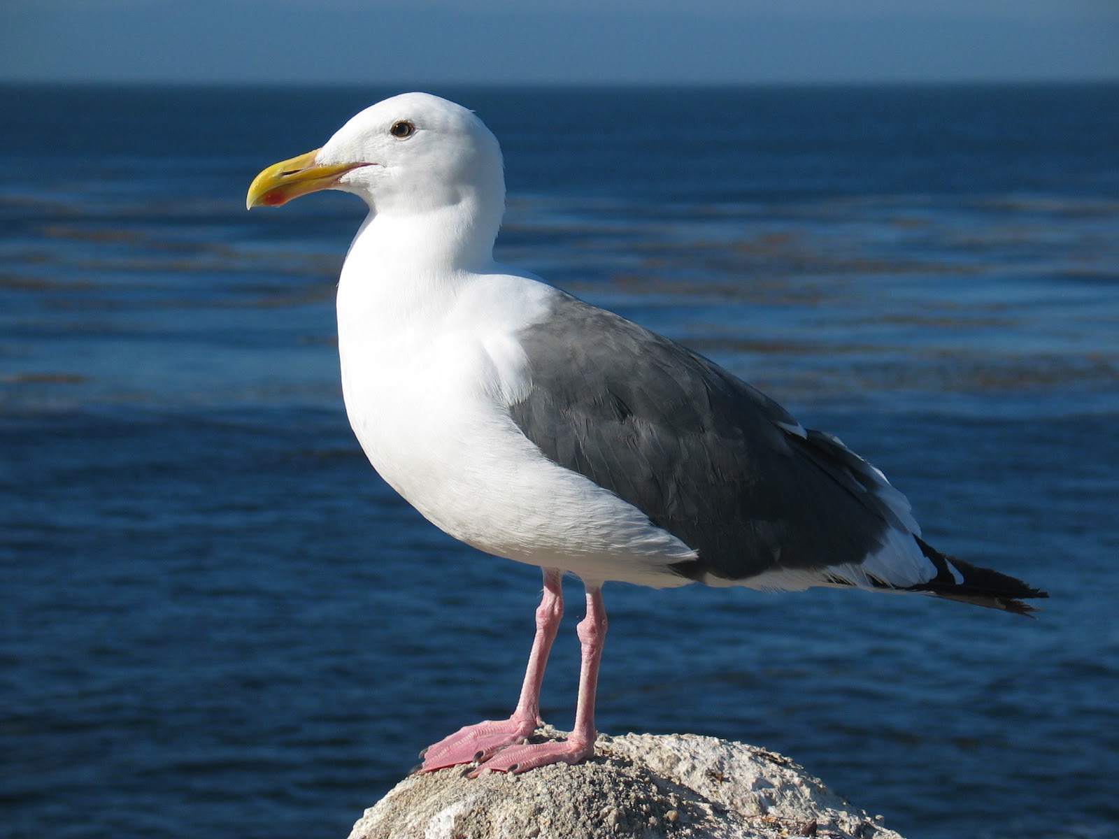 Wild life: cute gull | wild birds