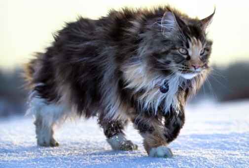 Bytes: Maine Coon Cats