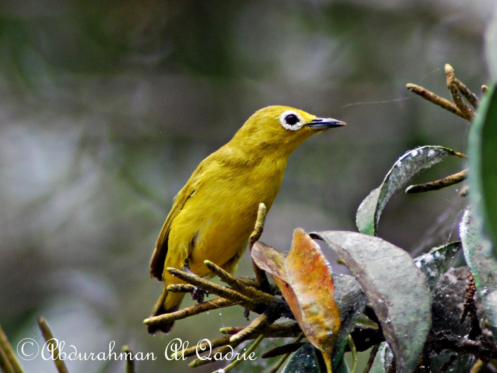 Abdurahman Al Qadrie: Javan White-eye (Zosterops flavus)