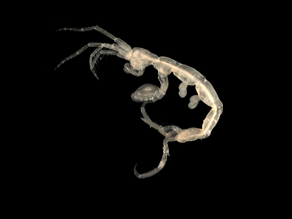 Ciencias Naturales CEUJA Tercero: ESPECIES RECIÉN DESCUBIERTAS