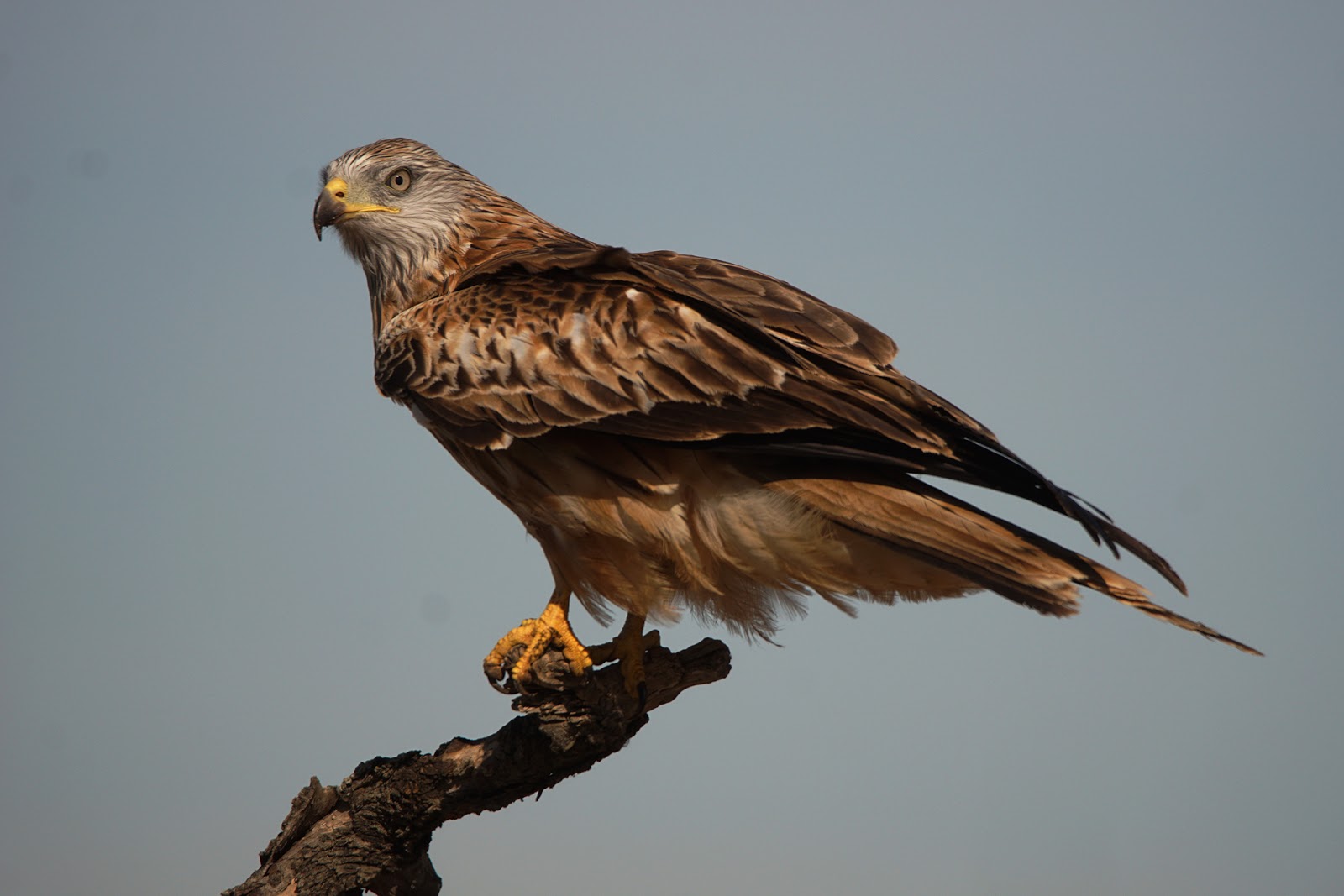 Pasión por las aves: Milano real,(Milvus milvus)