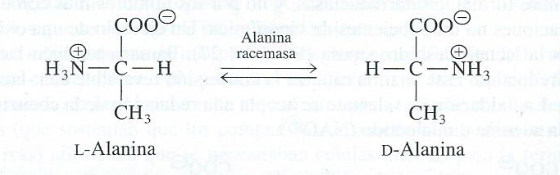 E N Z I M A S: LAS SEIS CLASES DE ENZIMAS