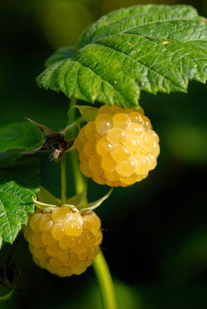 My Suburban Micro-Farm: Gold Raspberries - Another Edible Obsessive