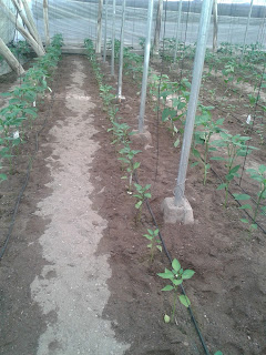 Homo agricola: Rastrojera