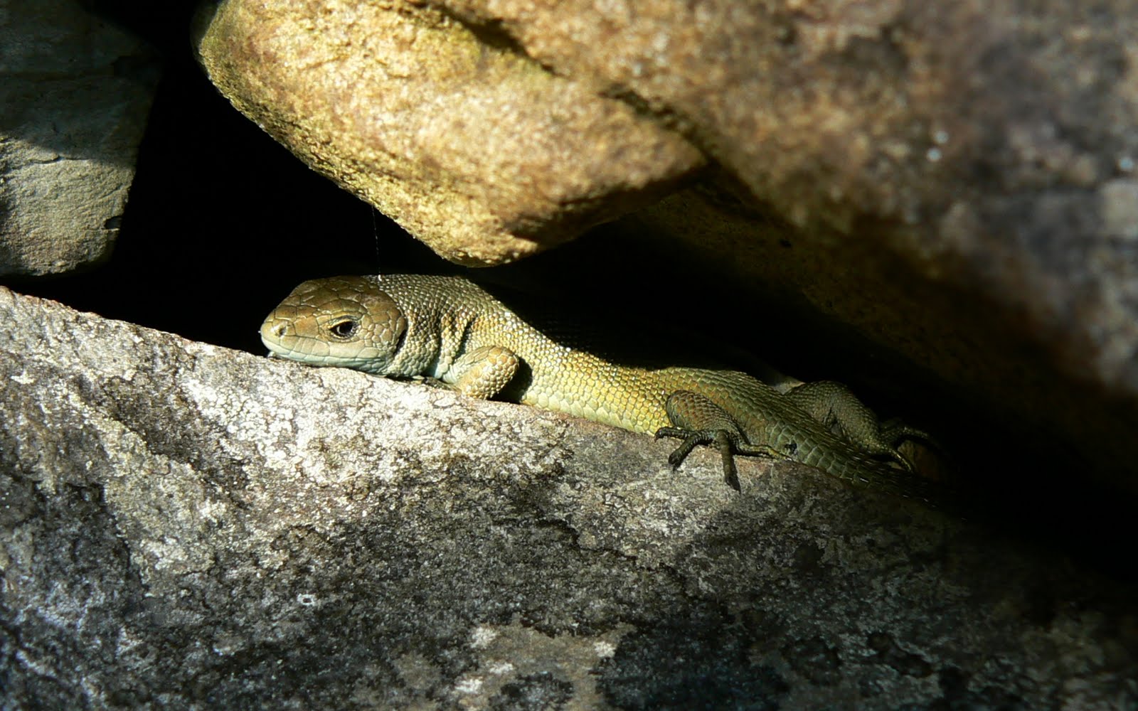 A Kilchoan Diary: Lizard Problems