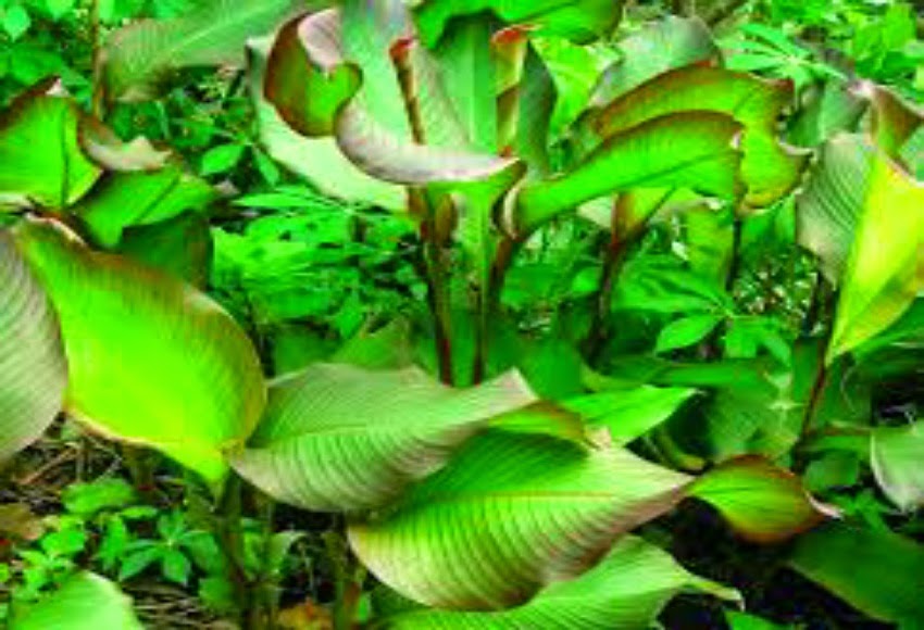 Tepus Somorejo: Budidaya Tanaman Ganyong