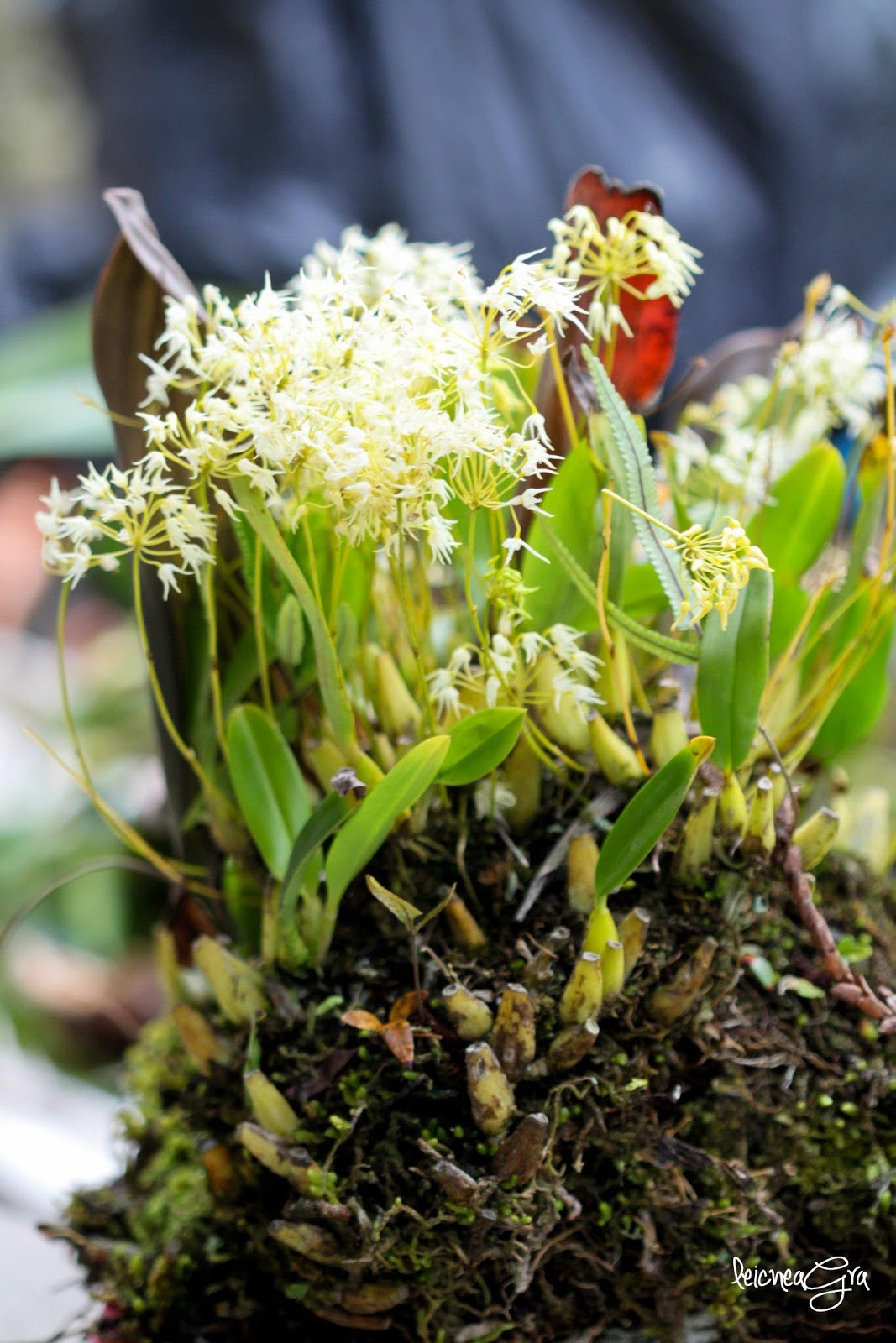 Wild orchids in sumatra: Bulbophyllum romburghii J.J.Sm., 1907