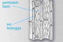 Macam-macam Jenis Jaringan pada Tumbuhan beserta Fungsinya Lengkap