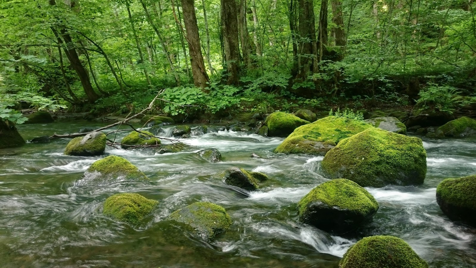 Snailing Rome: Oirase Keiryu 奥入瀬渓流